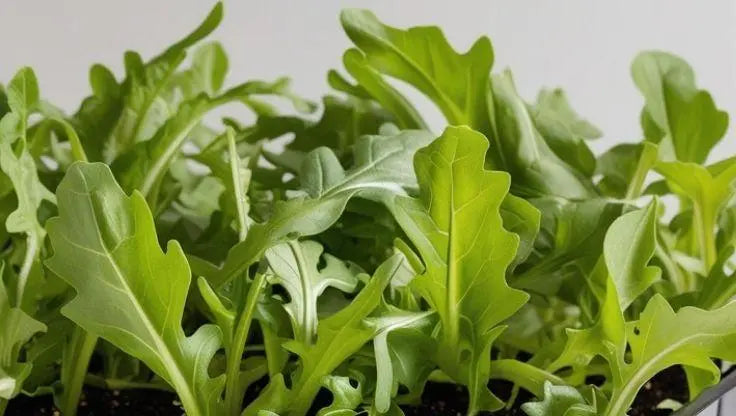 Hydroponic Plants: The Complete Guide to Growing Arugula – LaNiTex ...