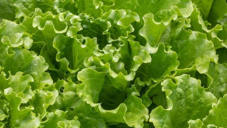 Hydroponic Plants: Growing Batavia Lettuce for Sustainable Cultivation ...