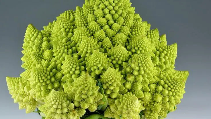 Hydroponic Plants: Romanesco Broccoflower Cultivation – LaNiTex Hydro ...