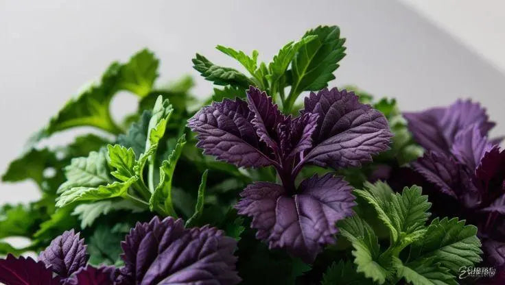 Hydroponic Plants: Cultivate Shiso in Hydroponic Systems – LaNiTex ...